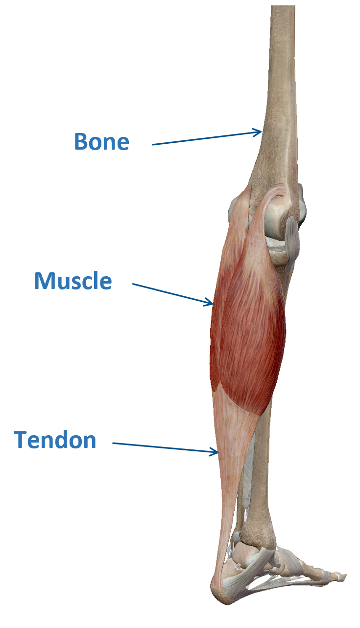 Basic Anatomy – AnD-Performance